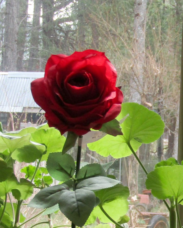 Hazel Rose | My Life in the Country